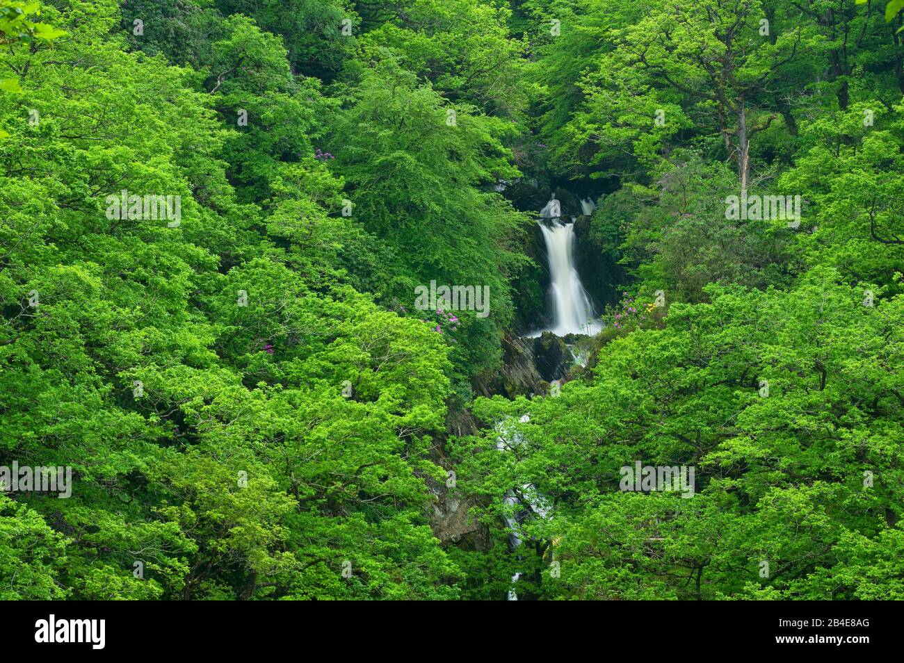Great Britain, Wales, Cambrian Mountains, Mynach Falls waterfall at ...