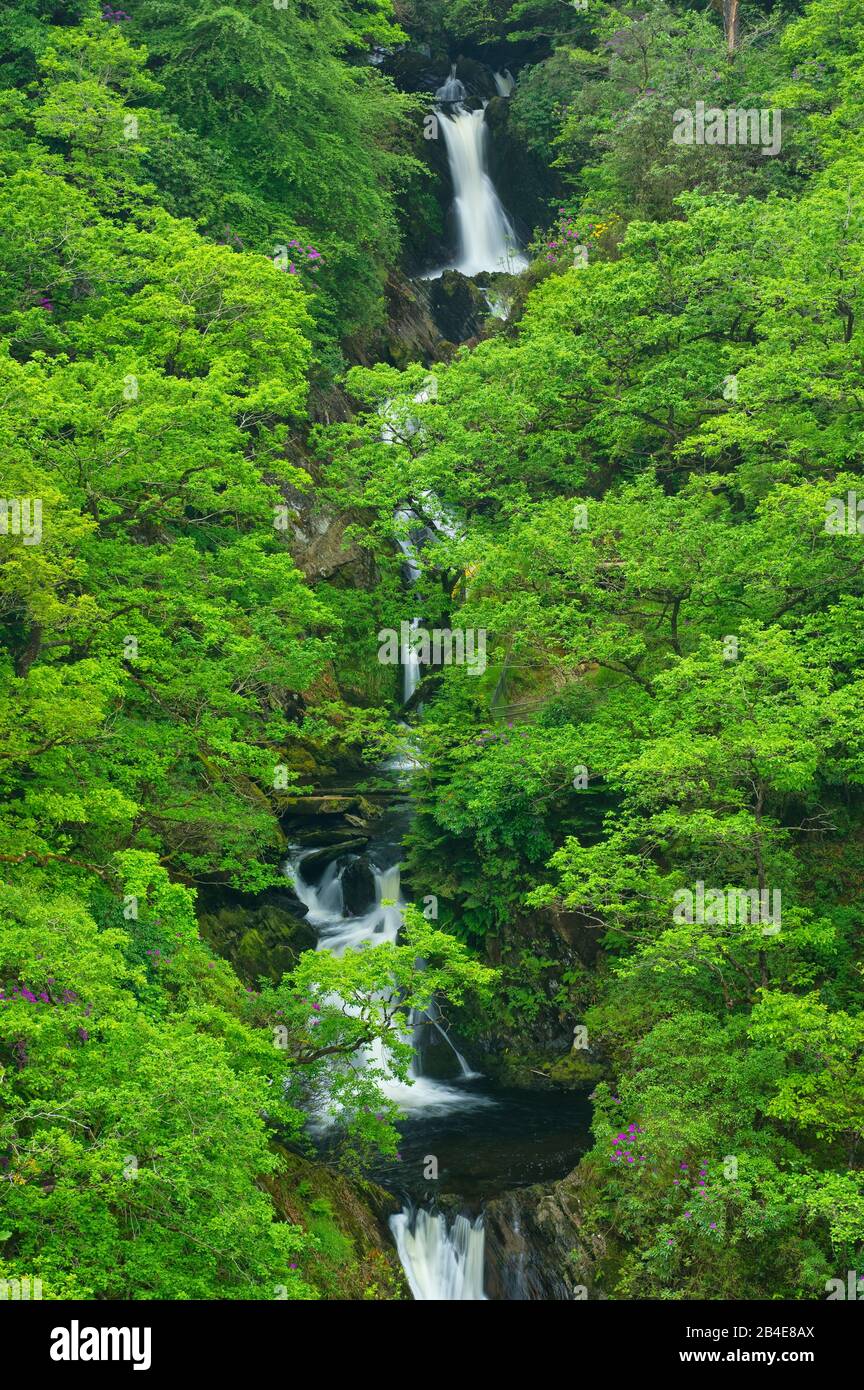 Great Britain, Wales, Cambrian Mountains, Mynach Falls waterfall at ...