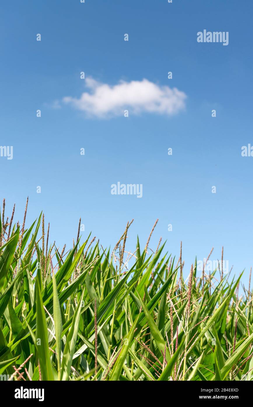 Blue sky extension hi-res stock photography and images - Alamy