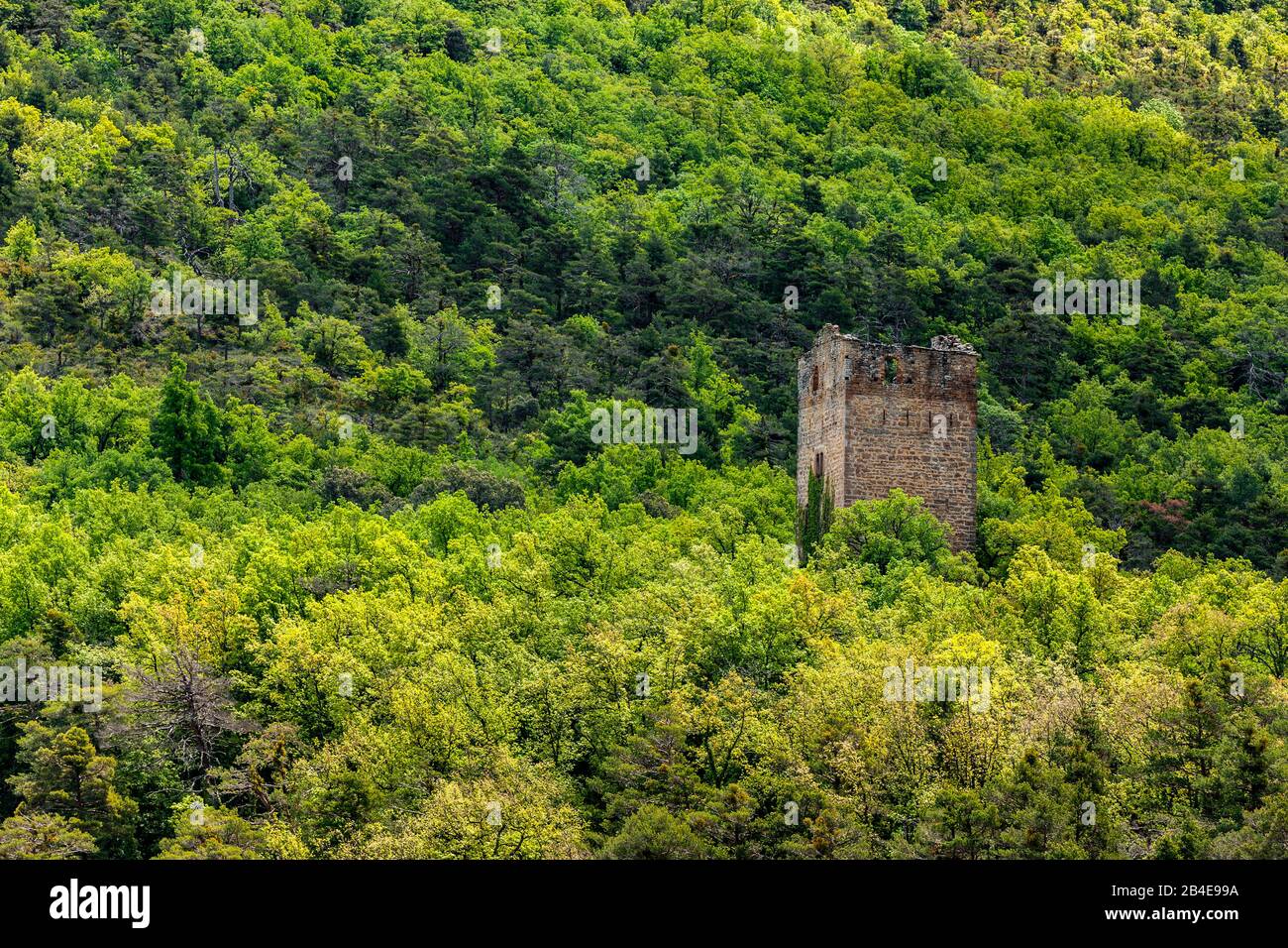 Castle ruins in the forest Stock Photo - Alamy