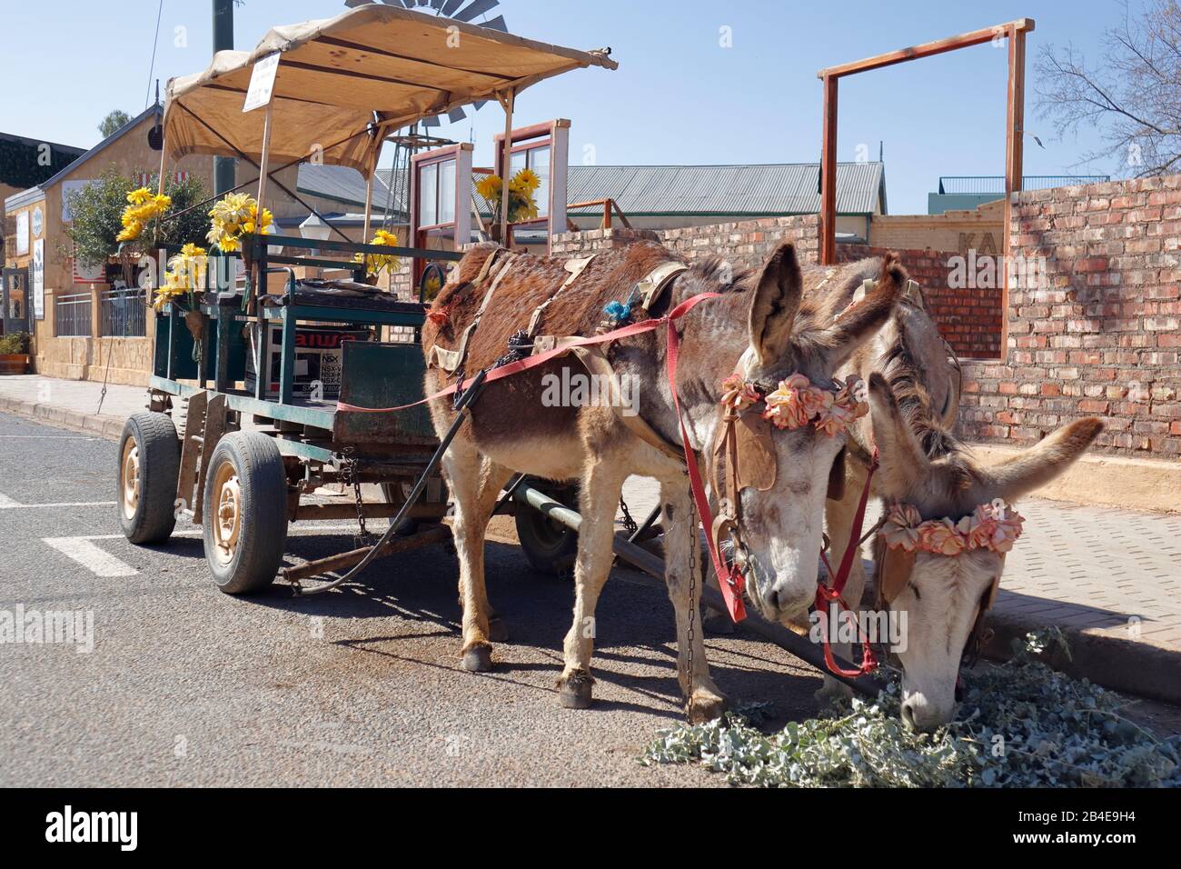 Donkey cart karoo hi-res stock photography and images - Alamy