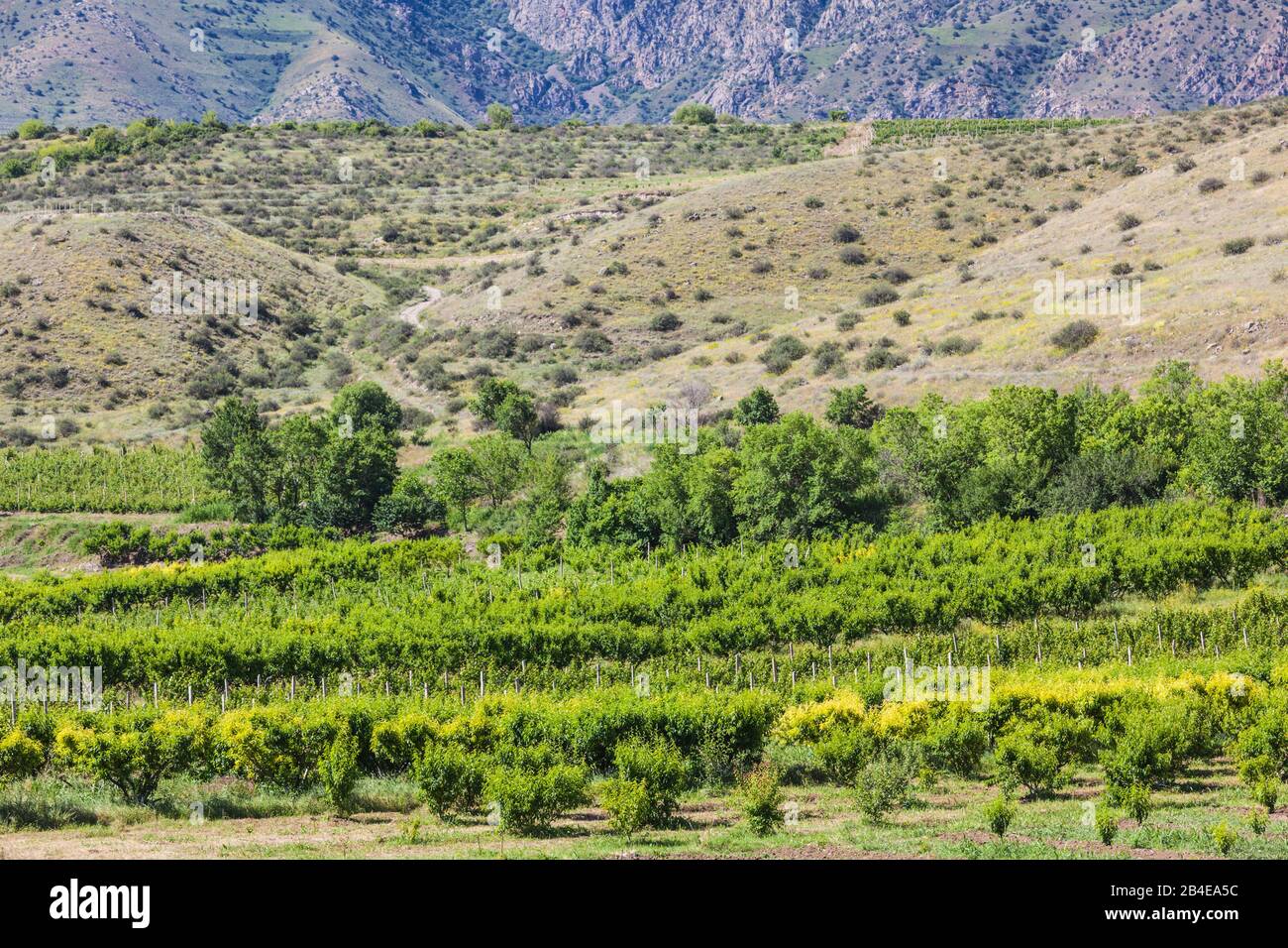 Fruit of armenia hi-res stock photography and images - Alamy