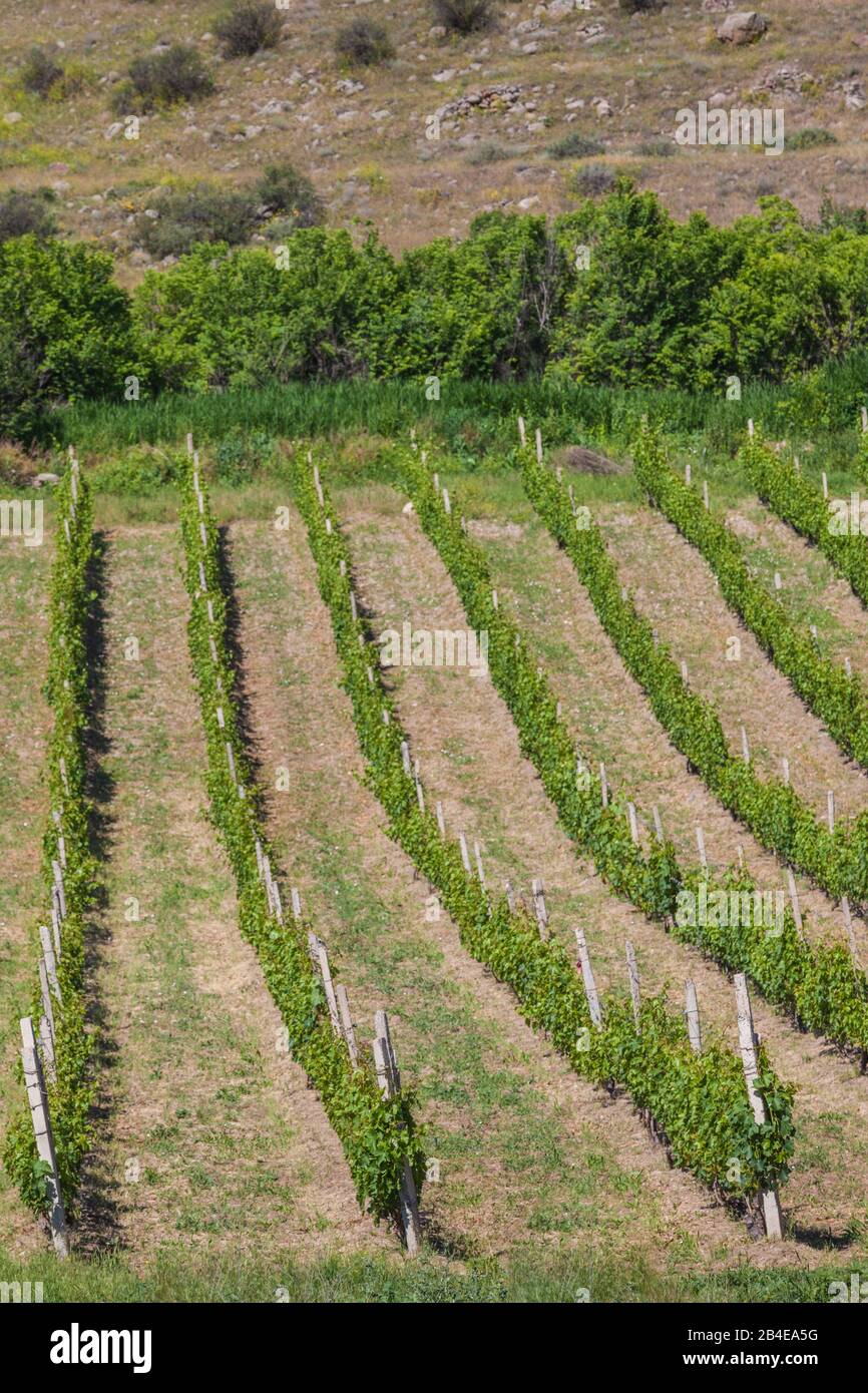 Armenian wine grapes hi-res stock photography and images - Alamy