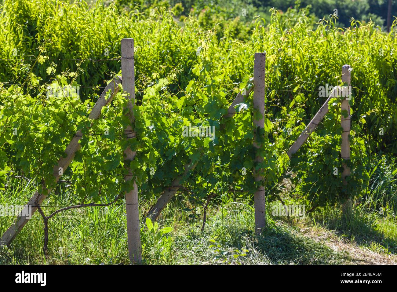 Armenian wine grapes hi-res stock photography and images - Alamy
