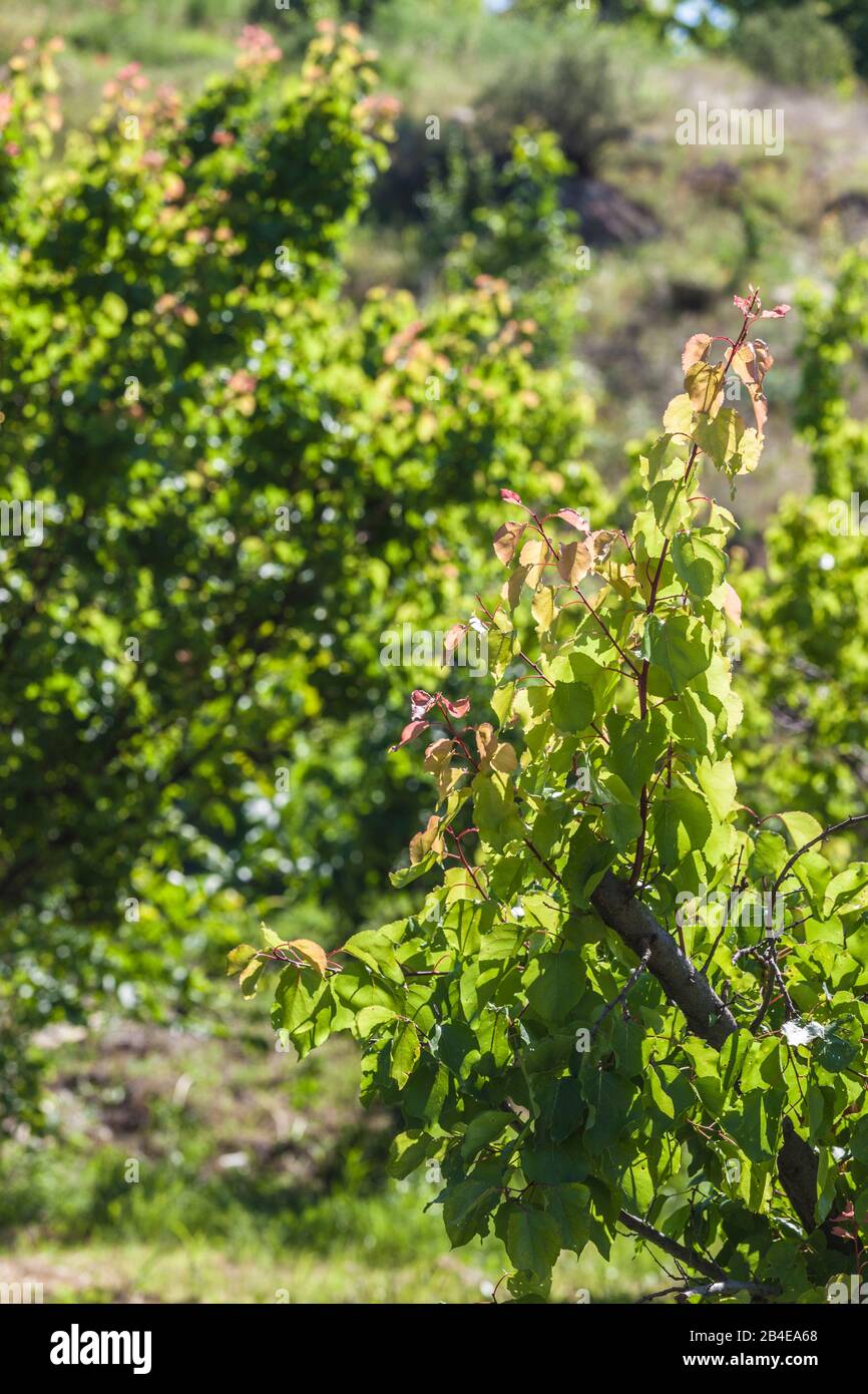 Armenian wine grapes hi-res stock photography and images - Alamy
