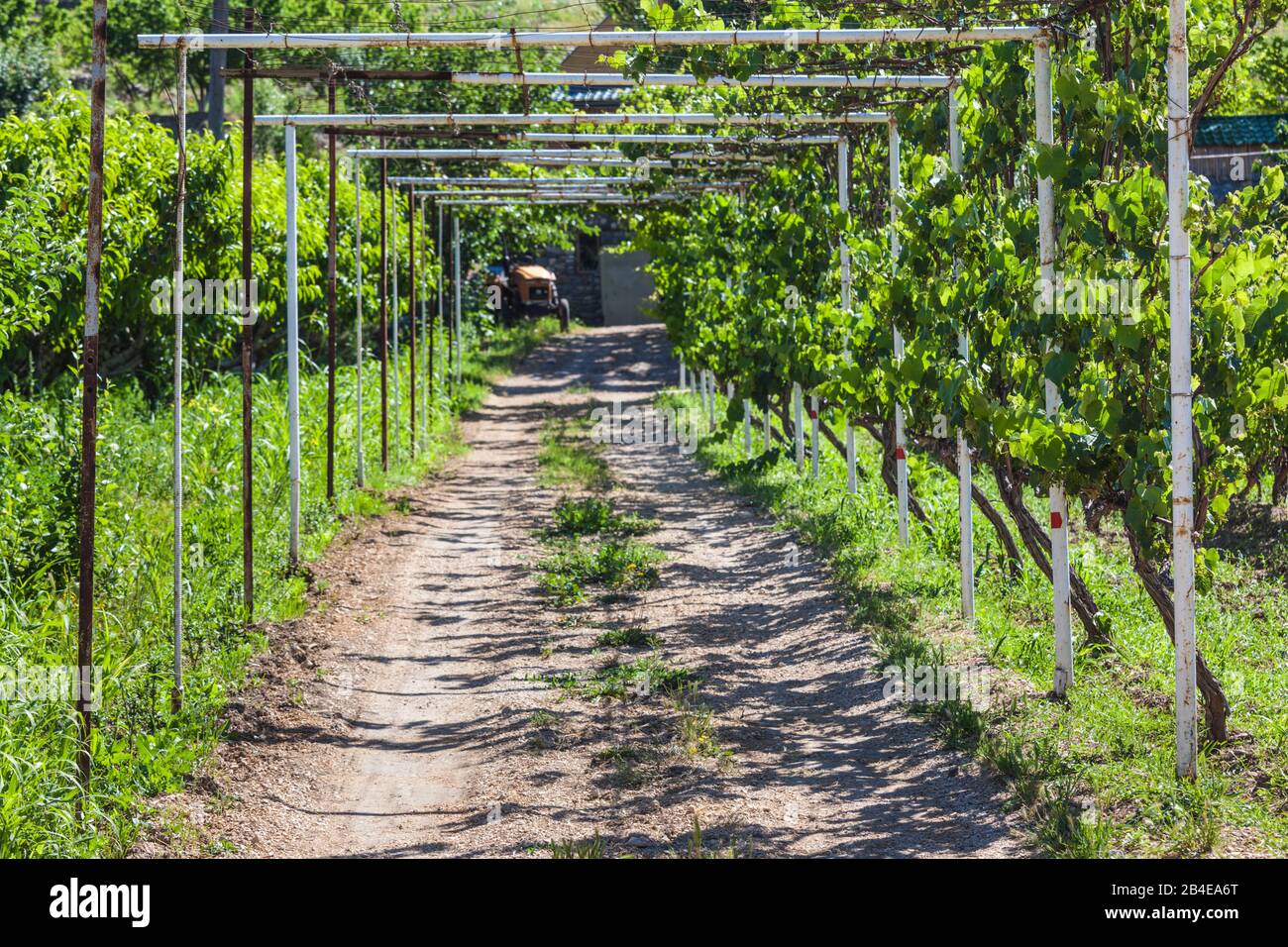Armenian wine grapes hi-res stock photography and images - Alamy