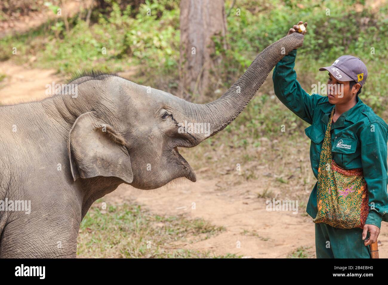 Laos, Sainyabuli, Elephant Conservation Center, mahout and Asian ...