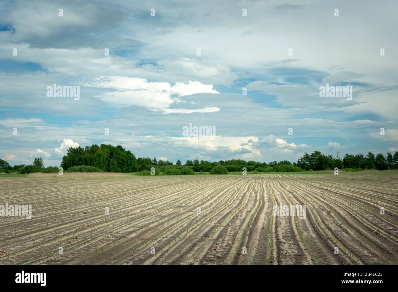 Lines of wheels on a sown field and white clouds on the sky Stock Photo ...