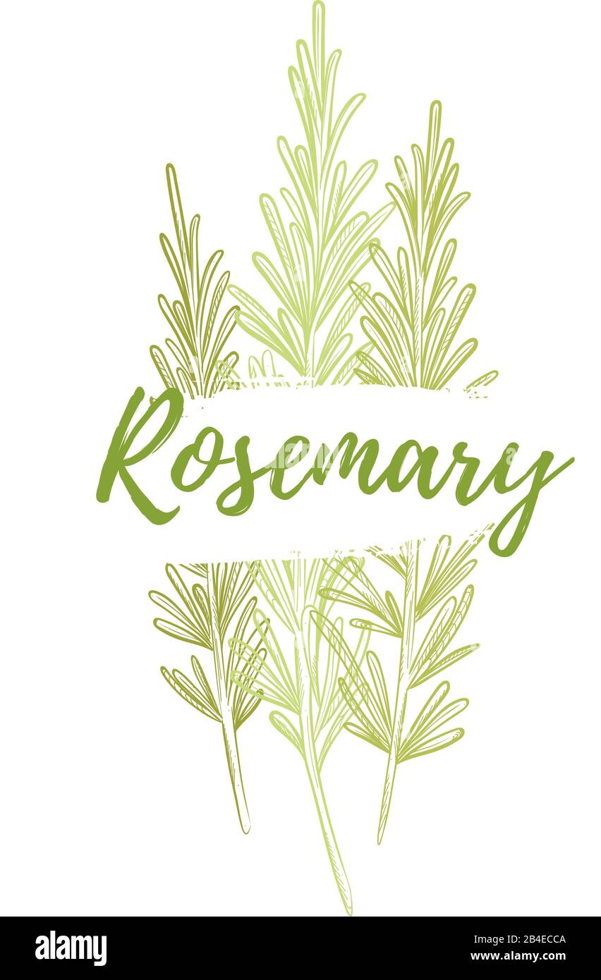 Garden rosemary hand Stock Vector Images - Alamy