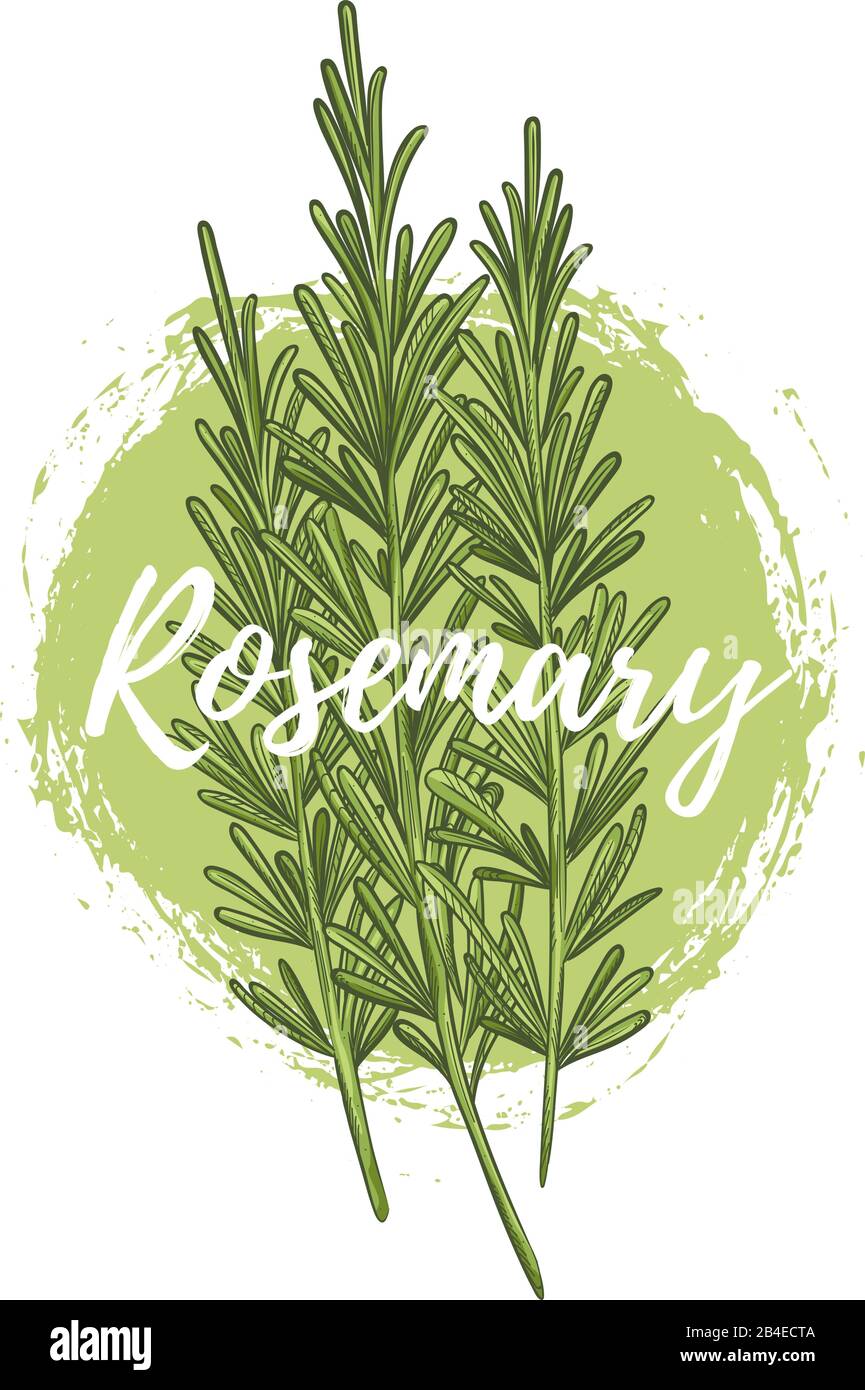 Fresh spices rosemary plant Stock Vector Images - Alamy