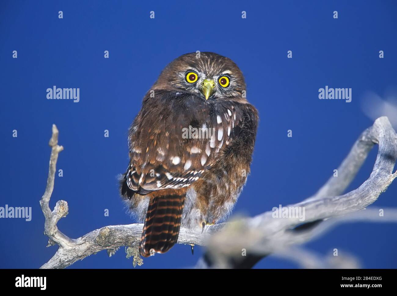 An austral pygmy owl glaucidium nanum sitting on a tree hi-res stock ...