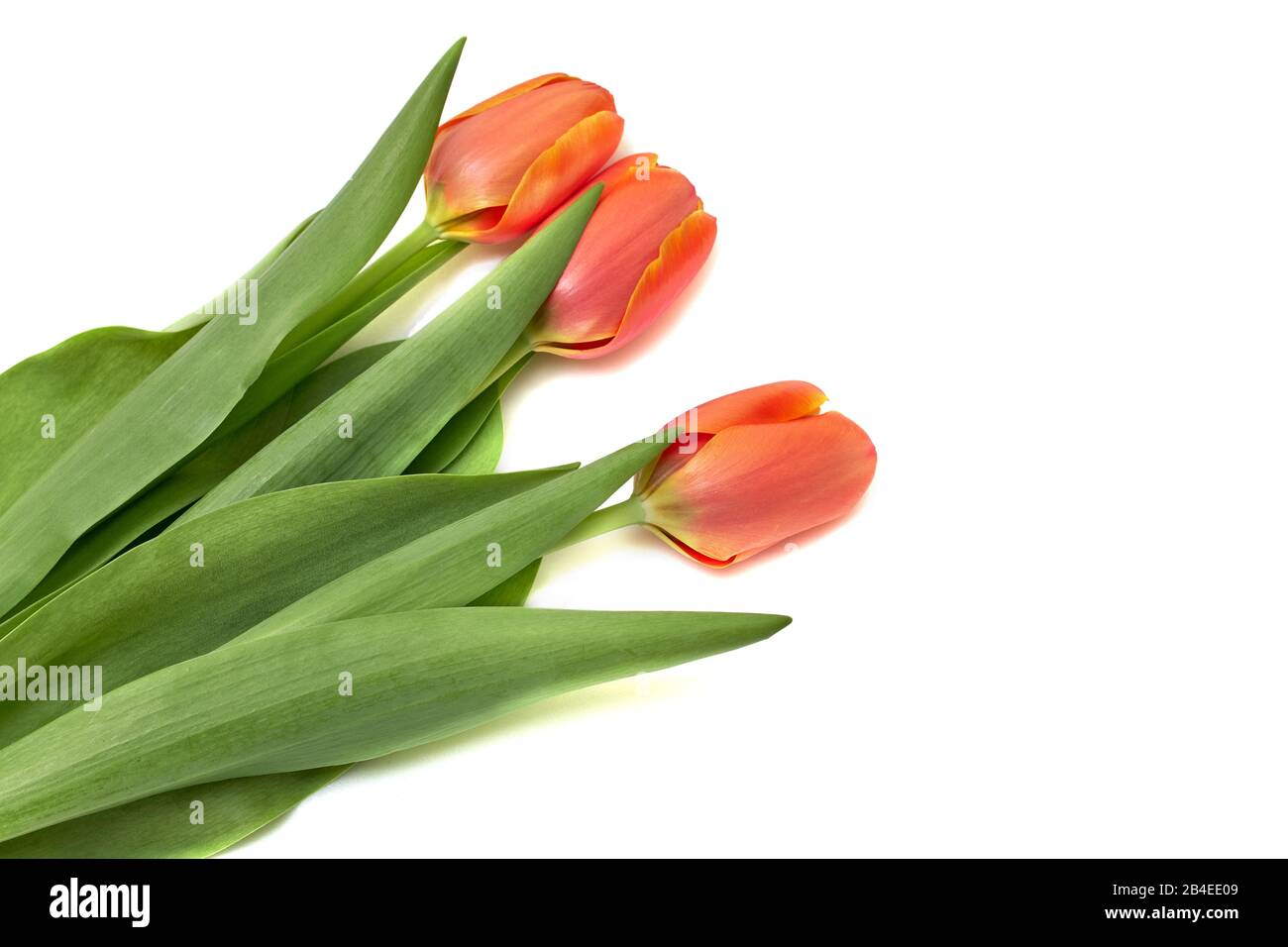 Side view of three small vivid red tulip flowers and green leaves ...