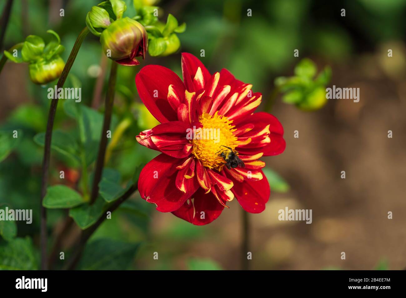 Single Stunning Flower with Bee Stock Photo - Alamy