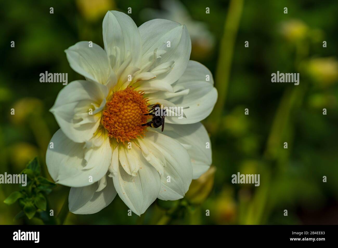 Single Stunning Flower with Bee Stock Photo - Alamy