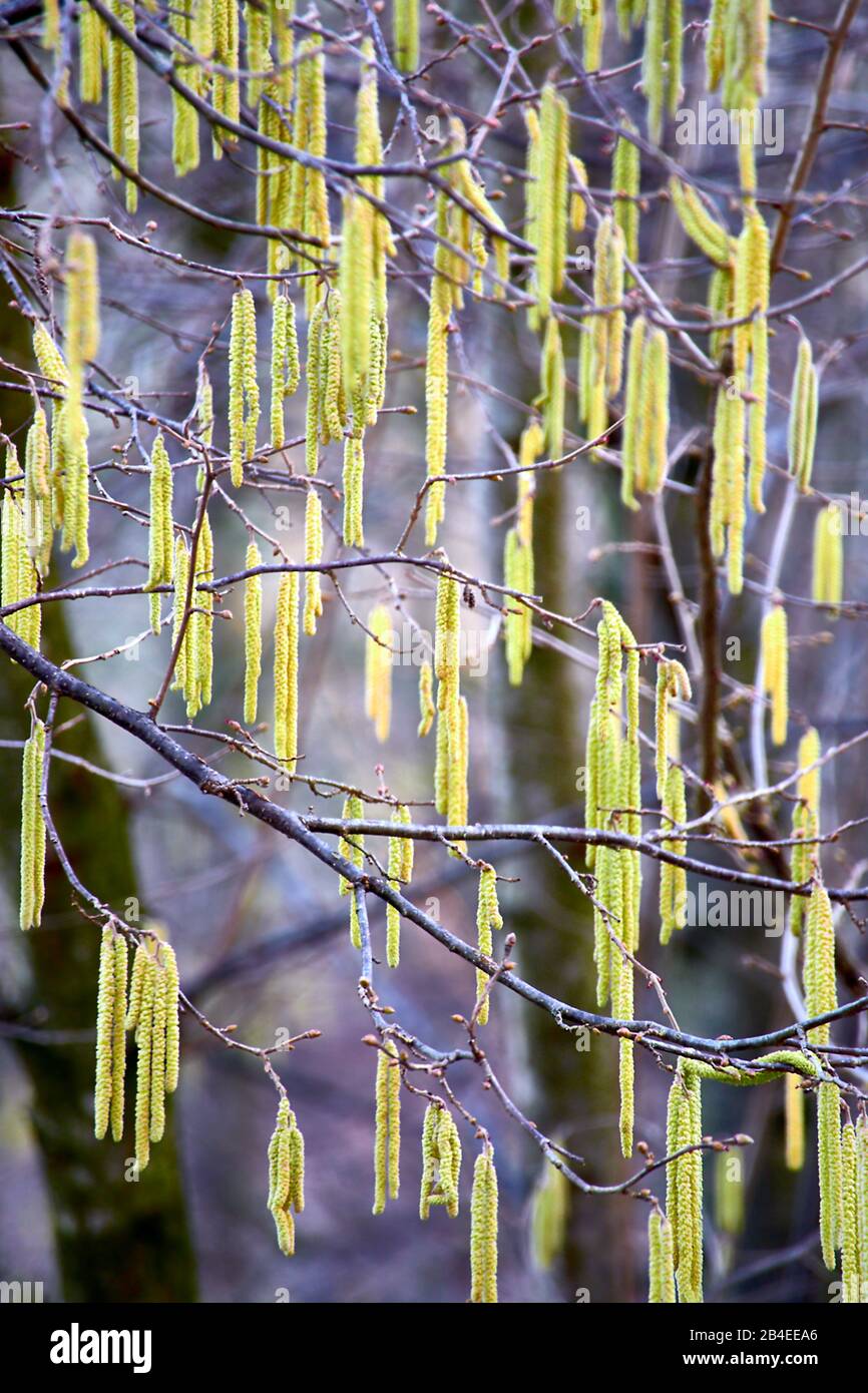 Alder pollen hi-res stock photography and images - Alamy