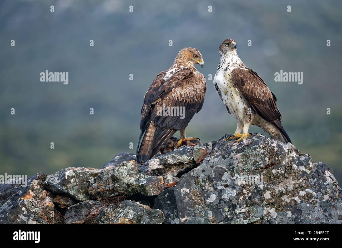 Bonelli's eagle pair (Aquila fasciata), male right, with captured red ...
