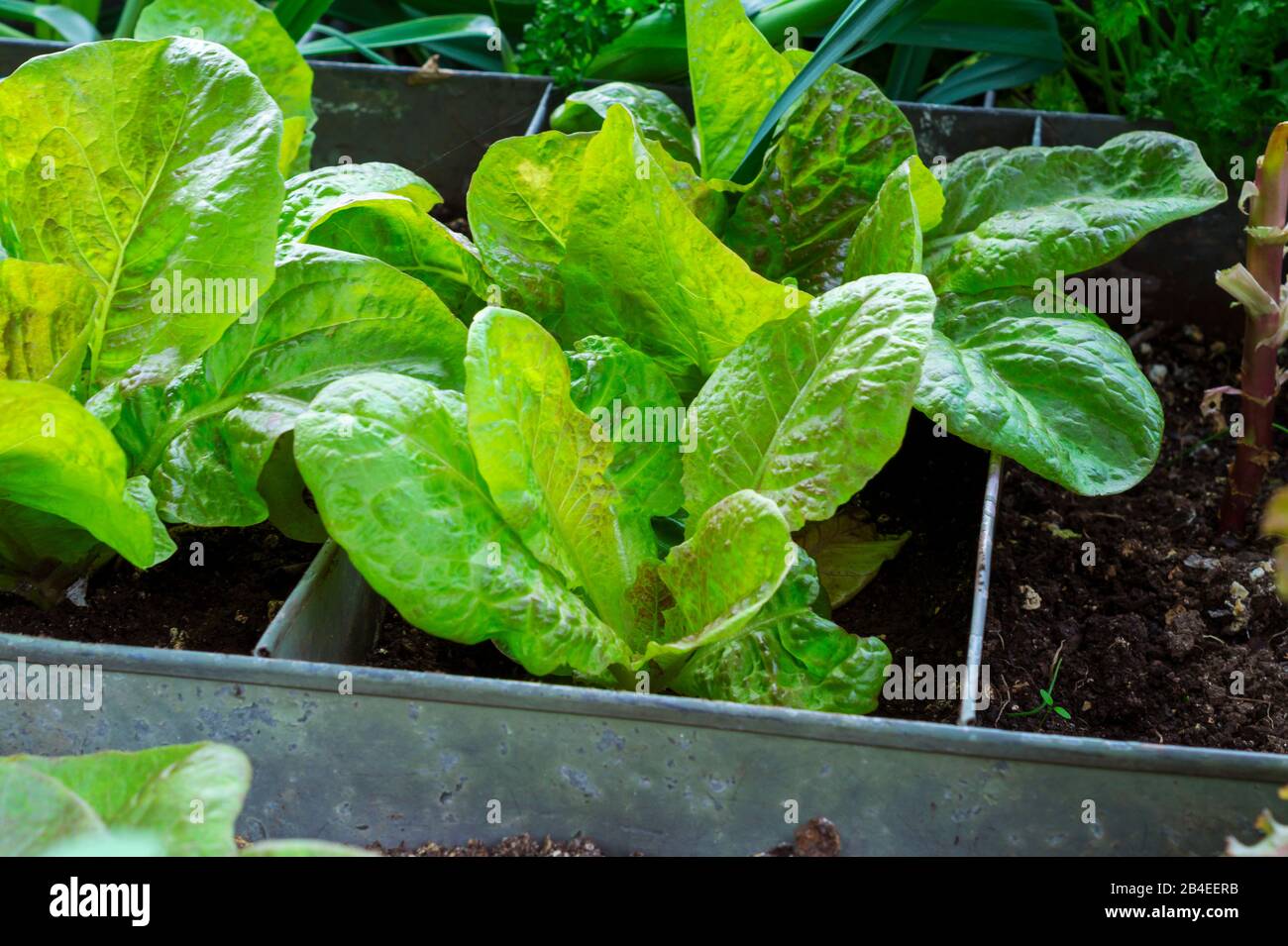 Self cultivation hi-res stock photography and images - Alamy