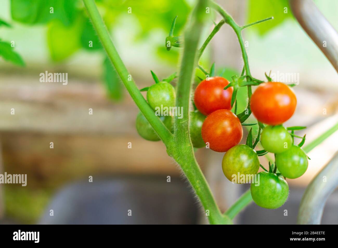 Hot house grown hi-res stock photography and images - Alamy