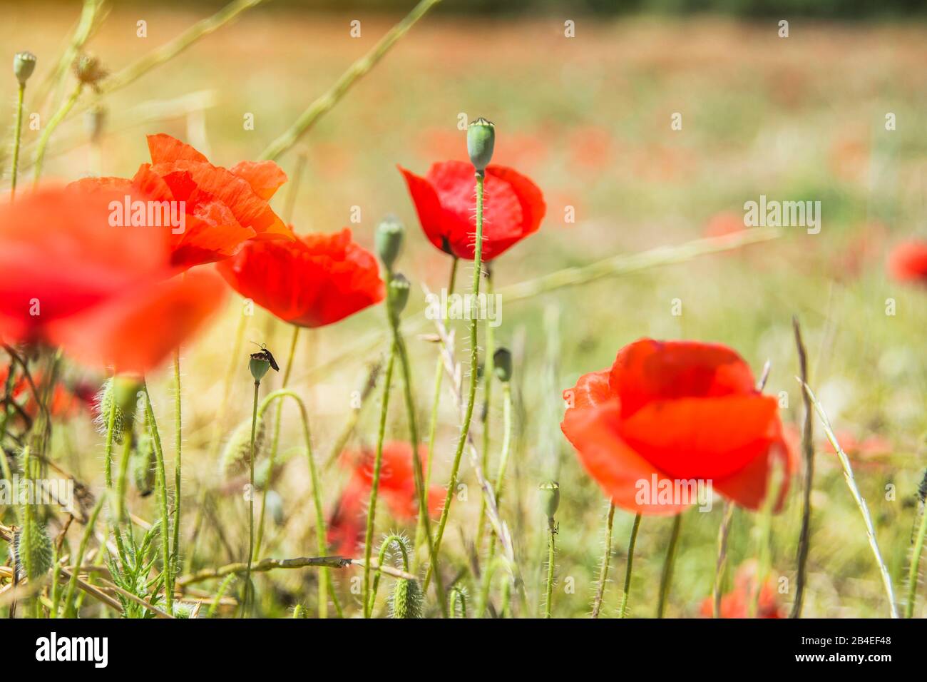 Poppy fruit hi-res stock photography and images - Alamy