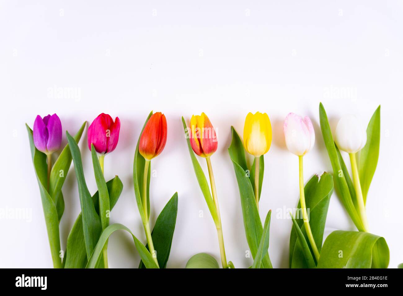 Colorful tulips laying in a row on white background with copy space ...
