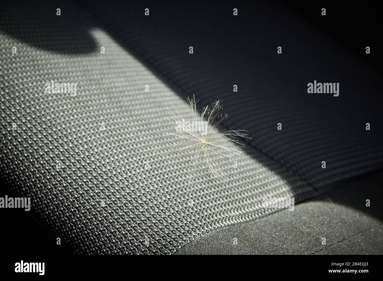 fluff in the car the source of allergies-a symbol of the arrived letter ...