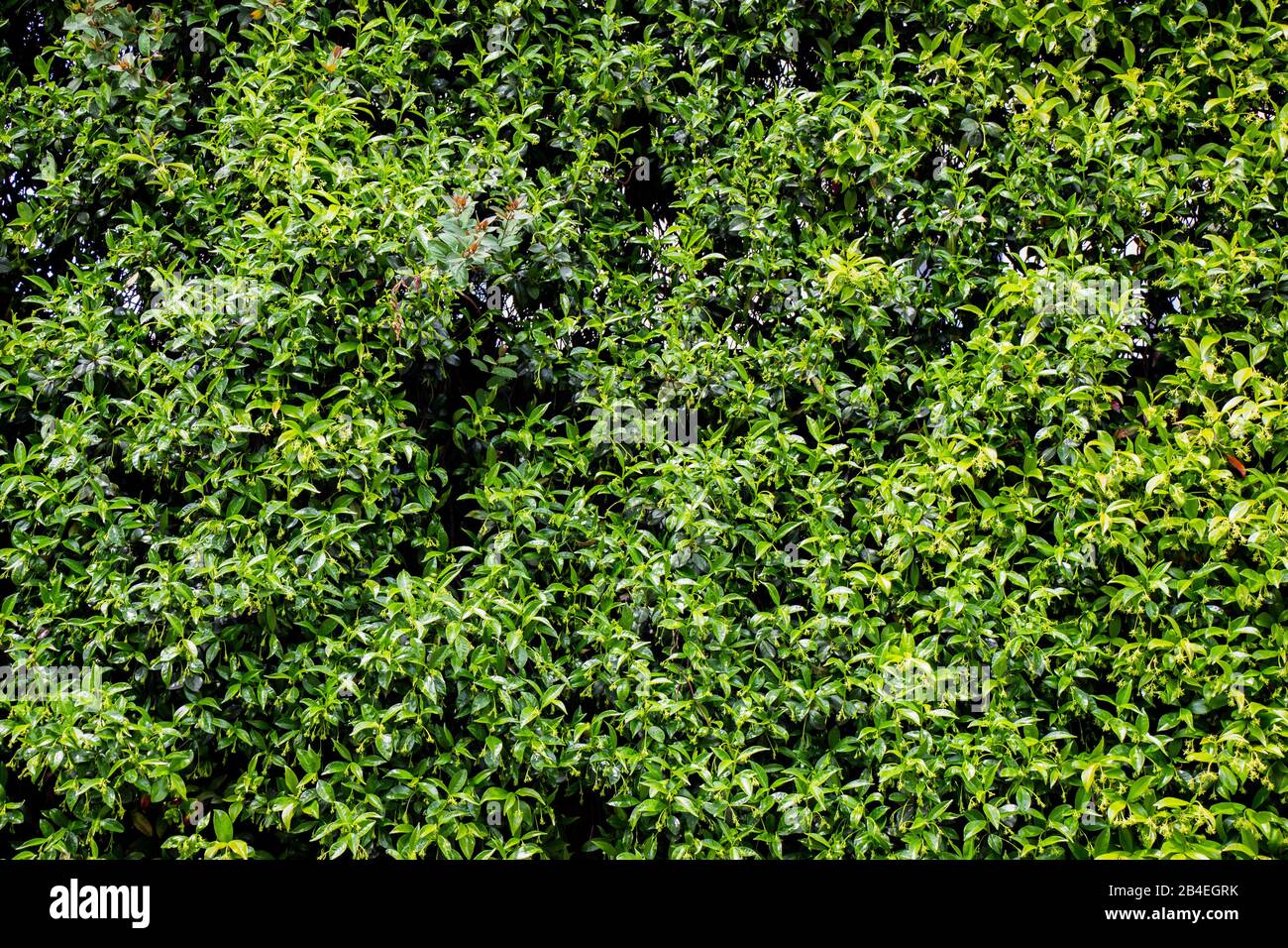 Abstract spring plant texture for natural background. Green Leaf ...