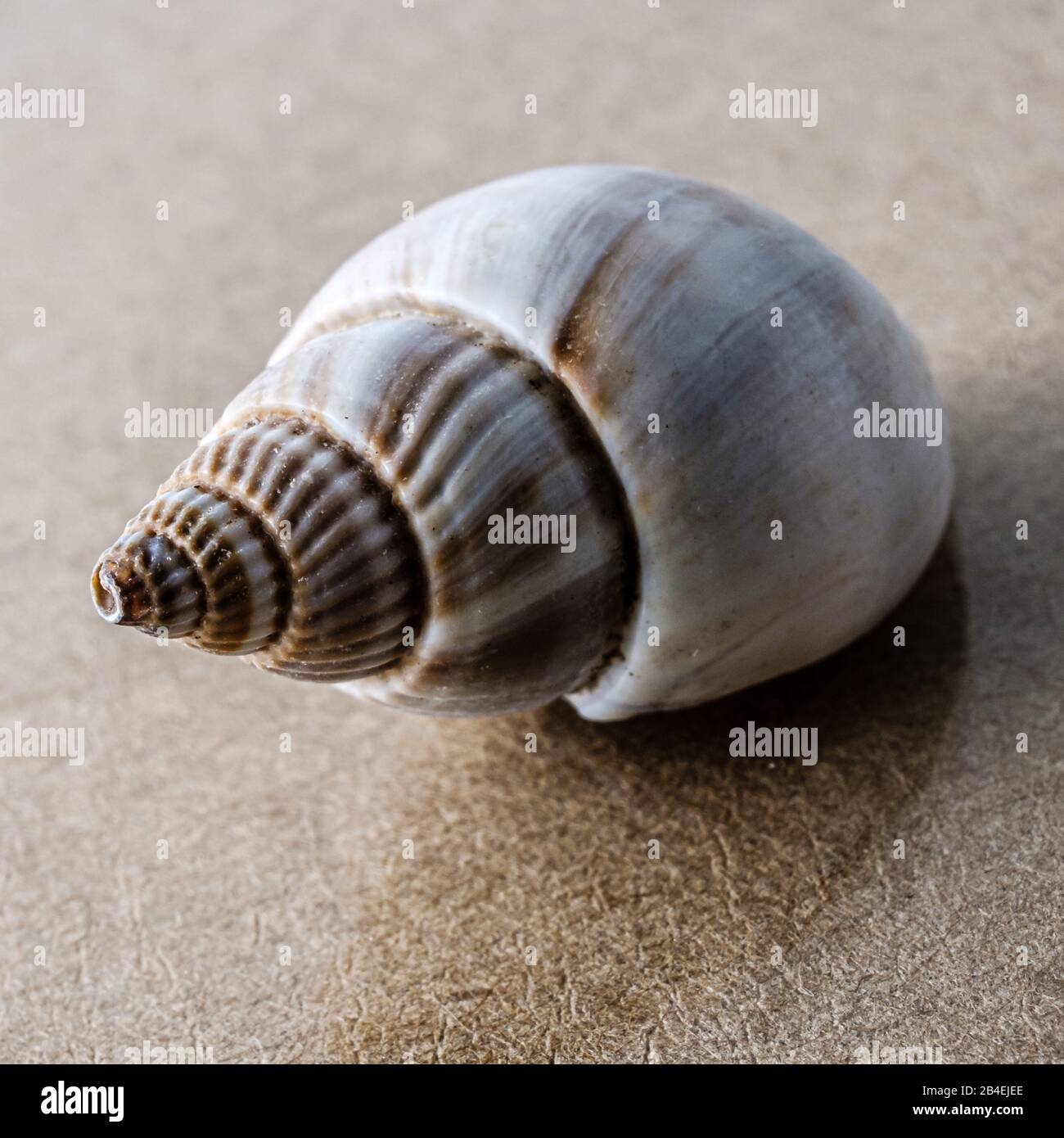 A seashell close-up on top of a glass surface Stock Photo - Alamy