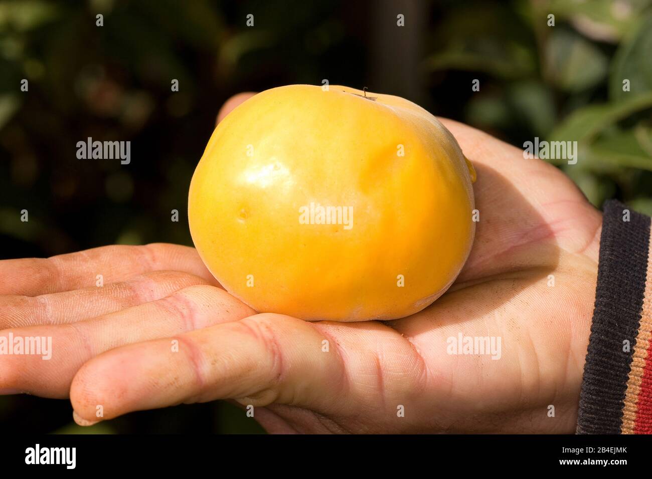 Araca fruit hi-res stock photography and images - Alamy