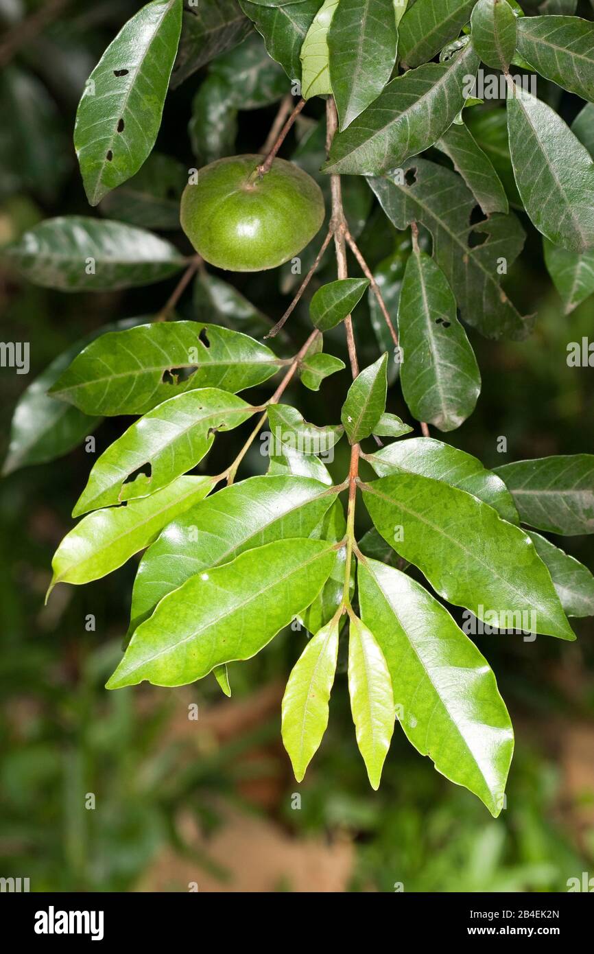 Campomanesia hi-res stock photography and images - Alamy