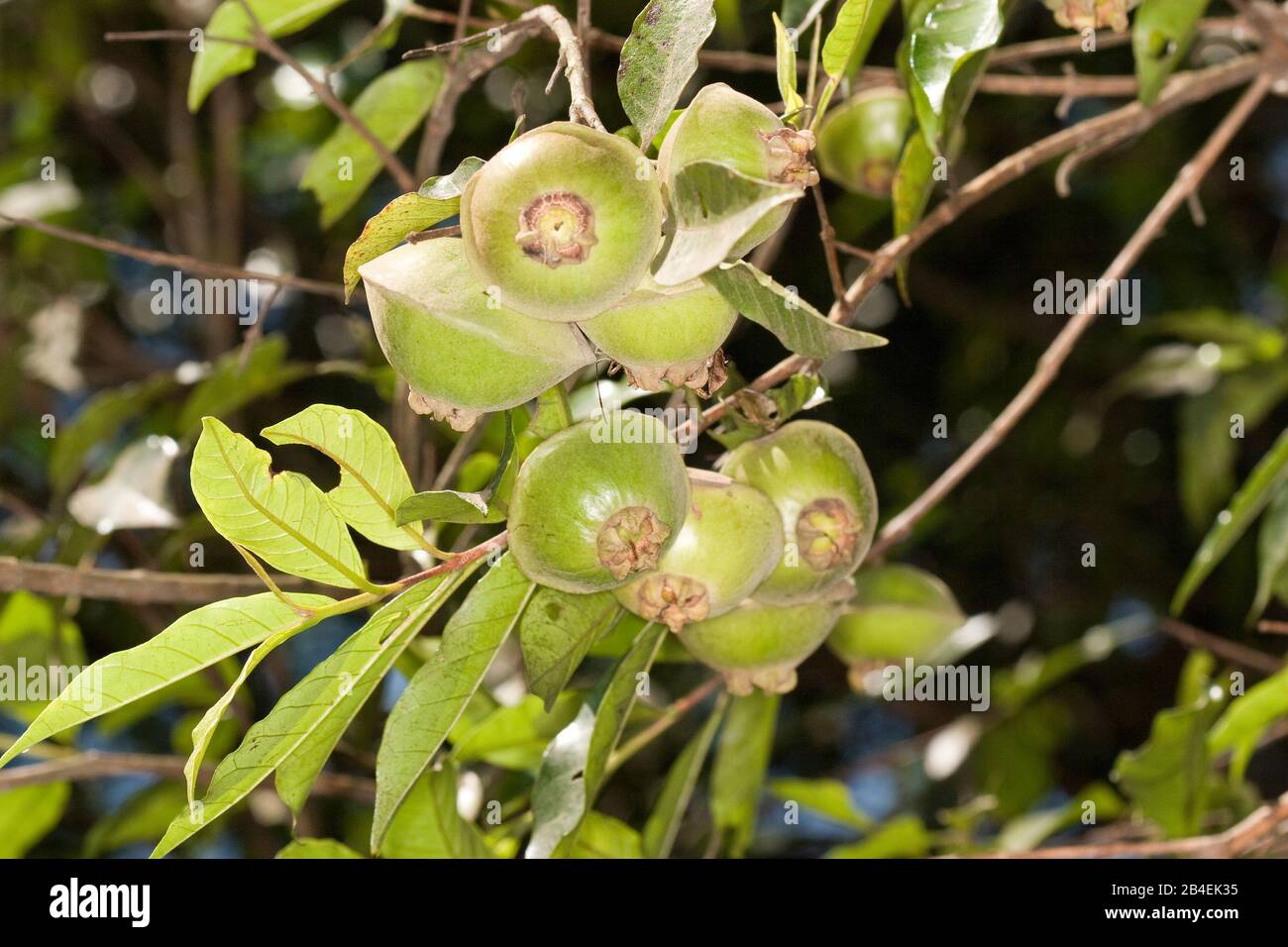 Cambuci, Campomanesia phaea, Brazil Stock Photo - Alamy