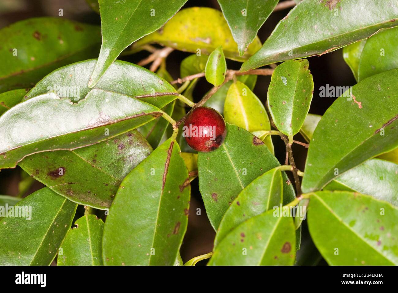 Cambui hi-res stock photography and images - Alamy