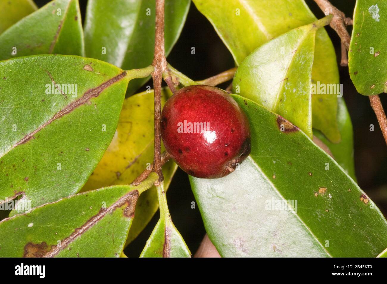 Cambuí Roxo, eugenia candolleana, Campina do Monte Alegre, São Paulo ...