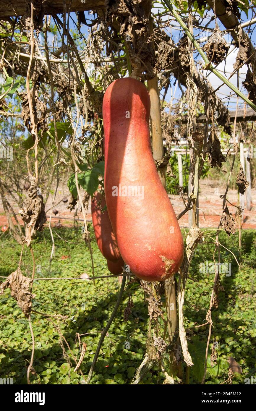 Cruá, odoriferous Sicania, Campina do Monte Alegre, São Paulo, Brazil ...