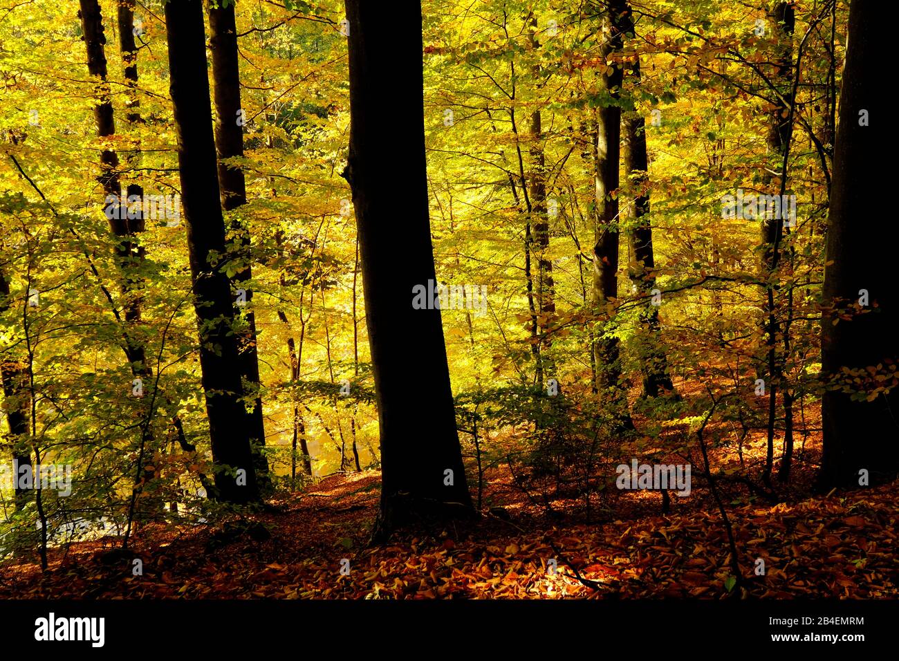 The Steigerwald near Ebrach in the Steigerwald nature park, Bamberg ...
