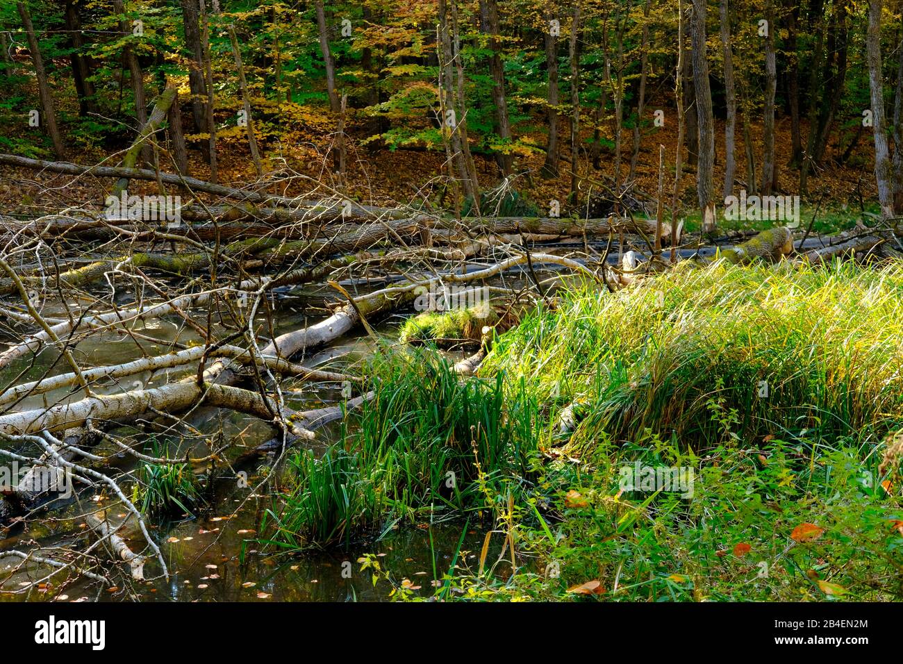 The Steigerwald near Ebrach in the Steigerwald nature park, Bamberg ...