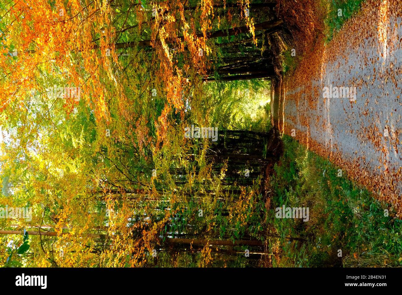 The Steigerwald near Ebrach in the Steigerwald nature park, Bamberg ...