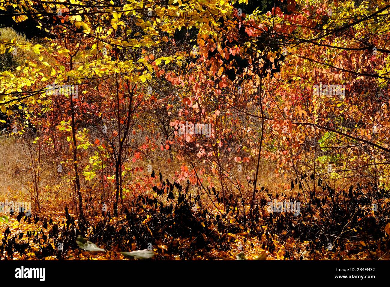 The Steigerwald near Ebrach in the Steigerwald nature park, Bamberg ...