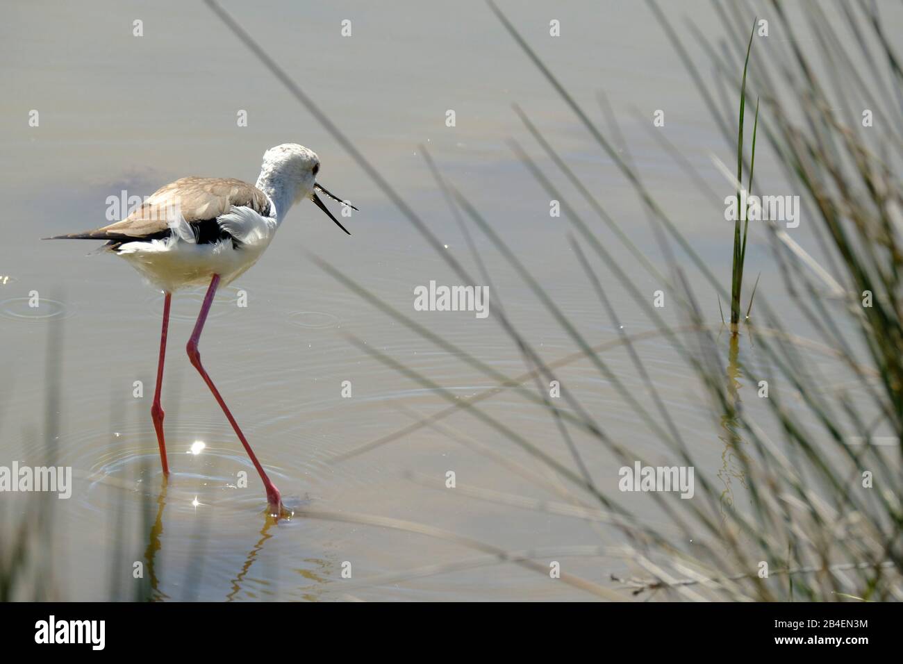 Stilt runners hi-res stock photography and images - Alamy