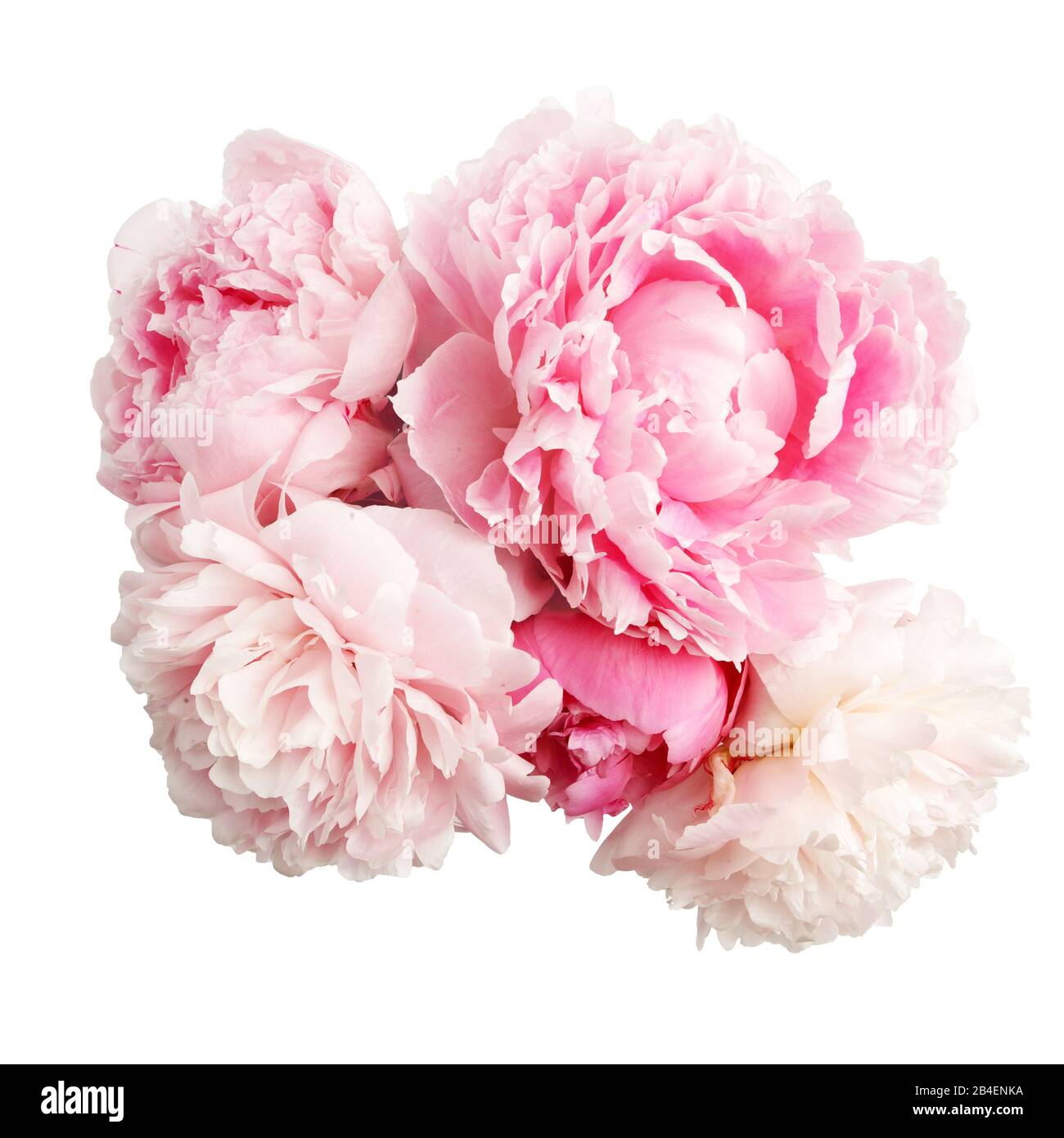 Colorful peonies isolated white in beautiful style. Pink fresh peonies ...