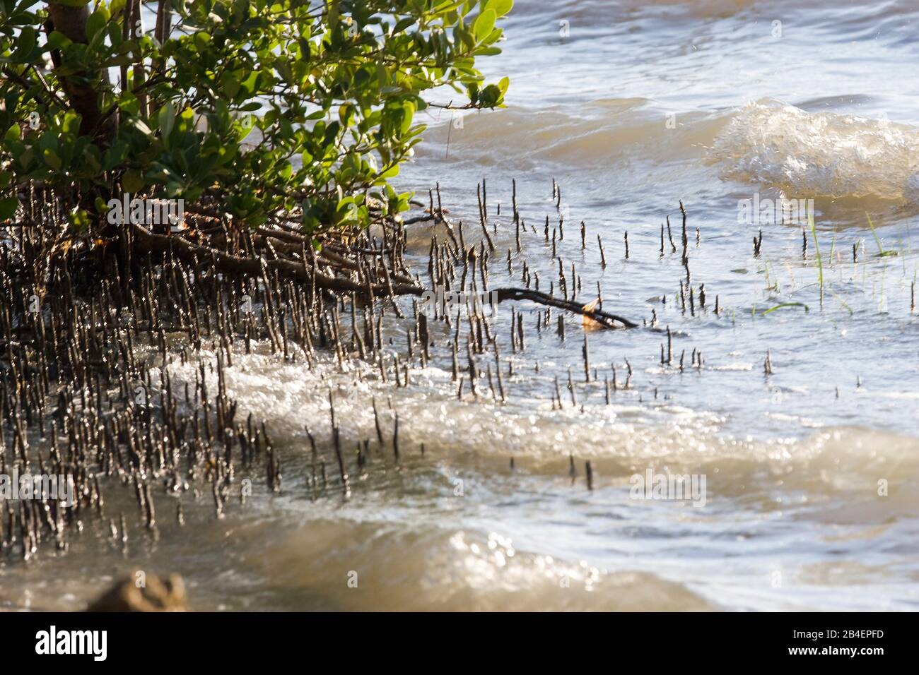 Mangue, Rhizophora mangle, planície intertidal, Swamp, Plain Intertidal ...