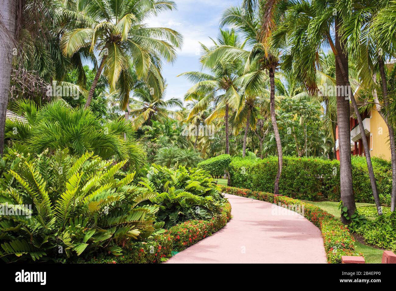 a green tropical forest. Pathway in tropical park - abstract travel ...