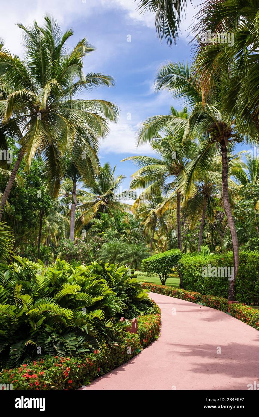a green tropical forest. Pathway in tropical park - abstract travel ...