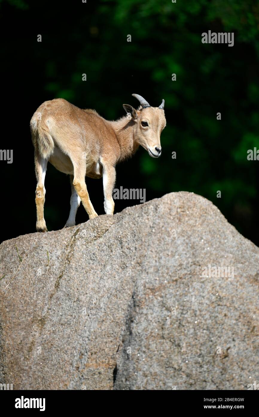 Mane animal hi-res stock photography and images - Alamy