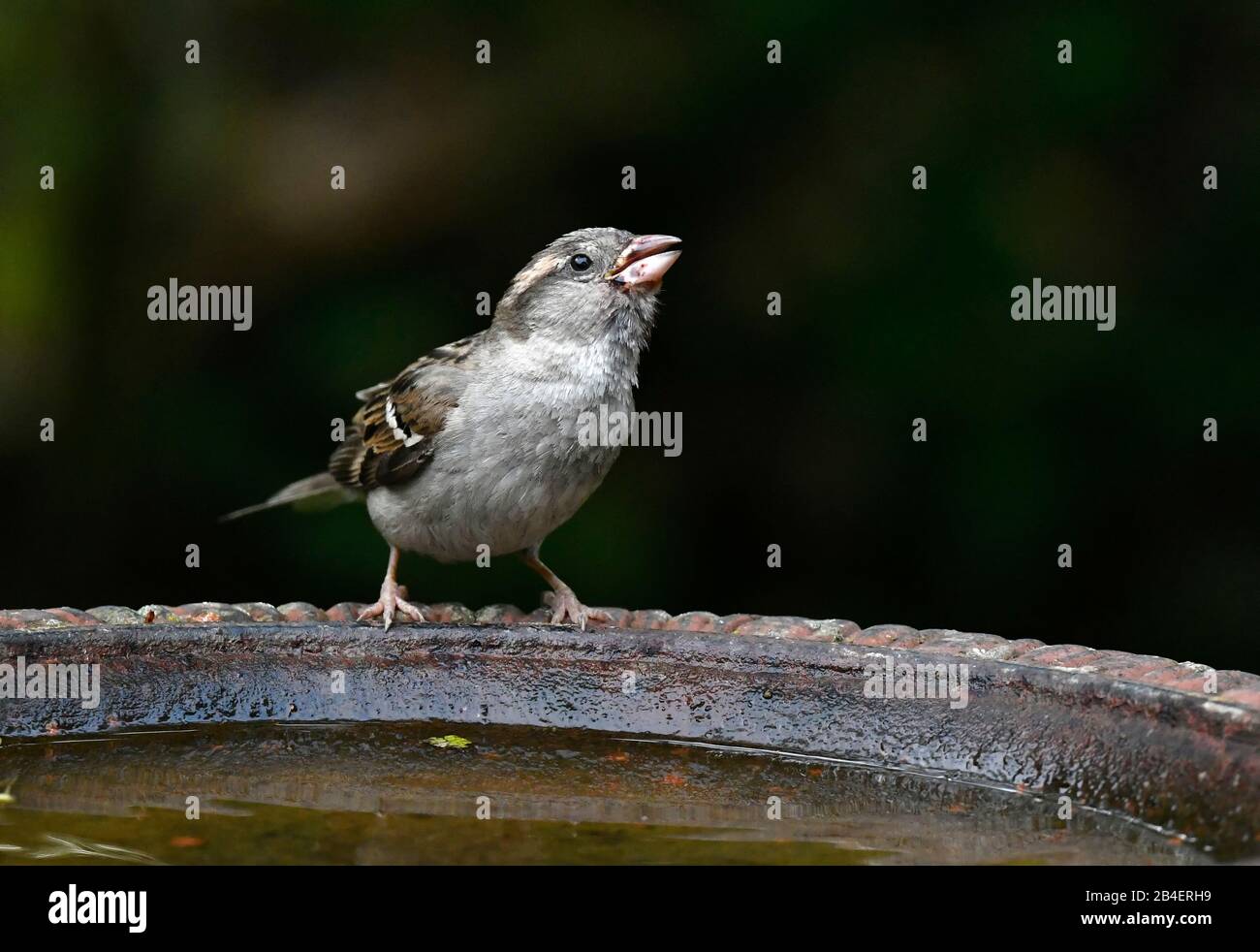 House sparrow drink water hi-res stock photography and images - Alamy