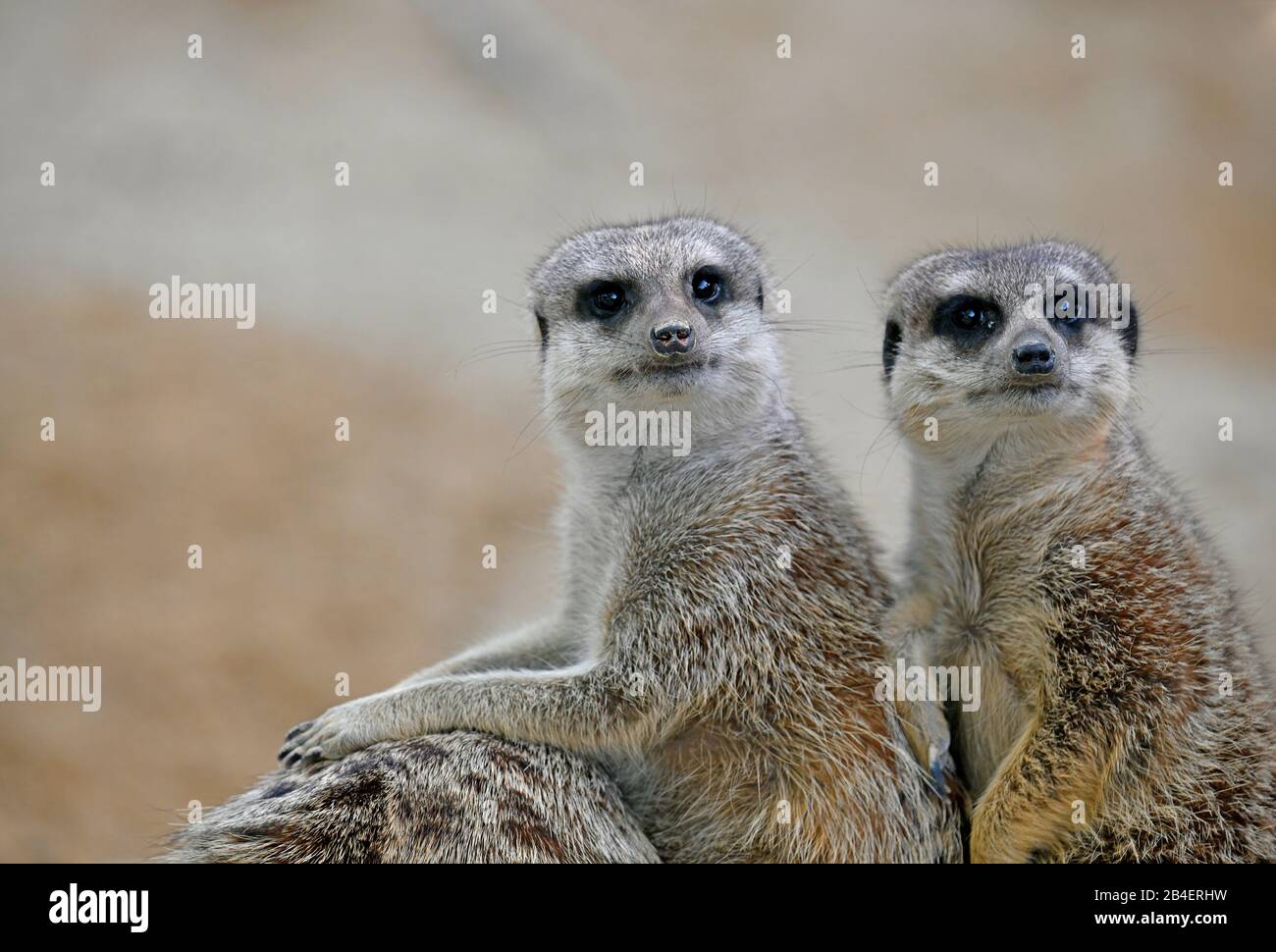 Captive Meerkats High Resolution Stock Photography and Images - Alamy