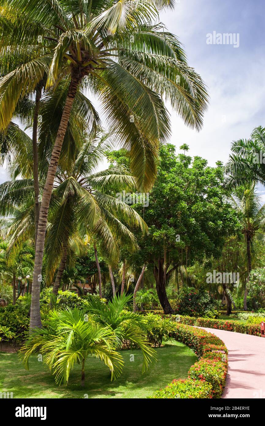 a green tropical forest. Pathway in tropical park - abstract travel ...