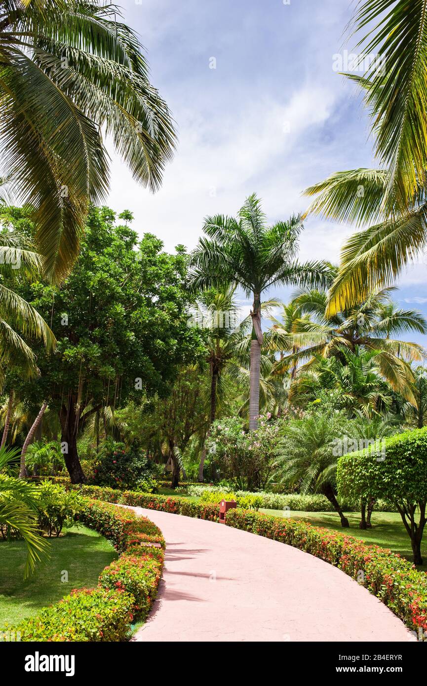 a green tropical forest. Pathway in tropical park - abstract travel ...