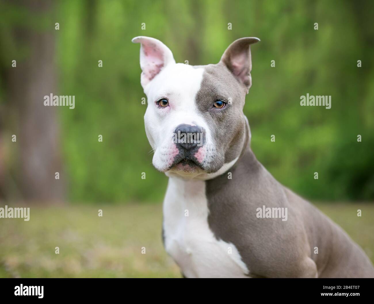 A Gray And White Pit Bull Terrier Mixed Breed Dog Outdoors Stock Photo