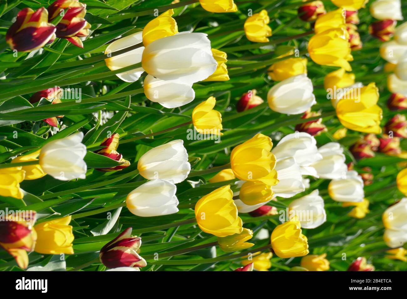 Colorful flowering tulips (Tulipa), Germany, Europe Stock Photo - Alamy