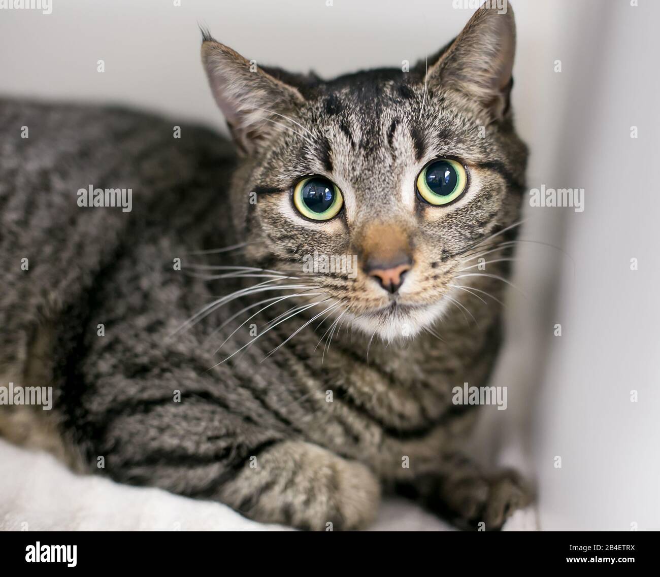 A nervous tabby domestic shorthair cat with large eyes and dilated ...